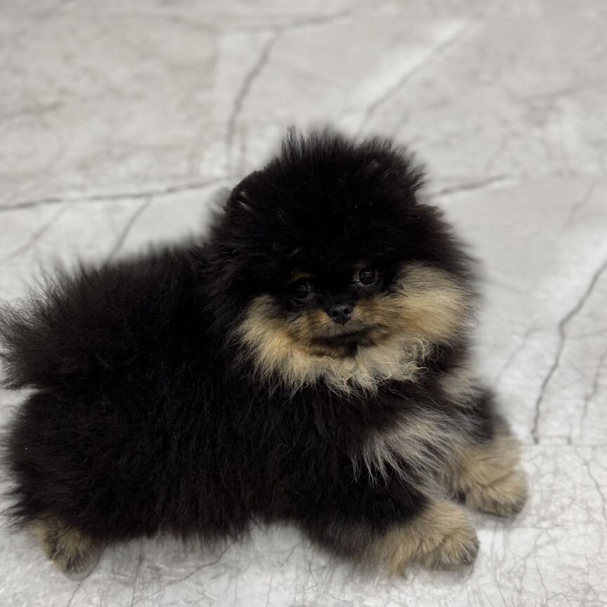 Померанский шпиц