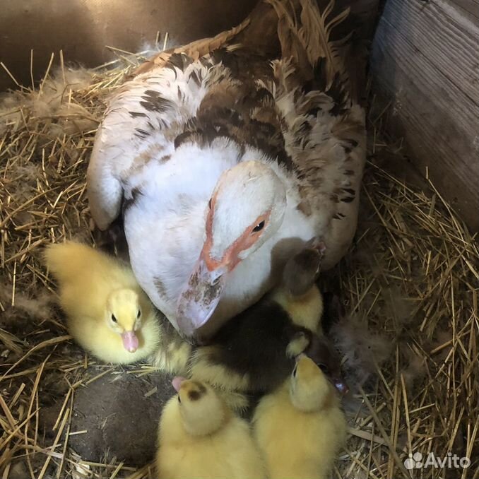 Утка с утятоми Тяжелой линии