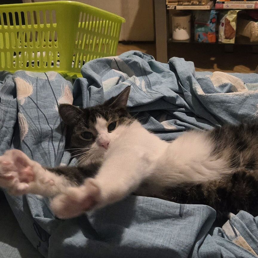 Взрослый кот в добрые руки