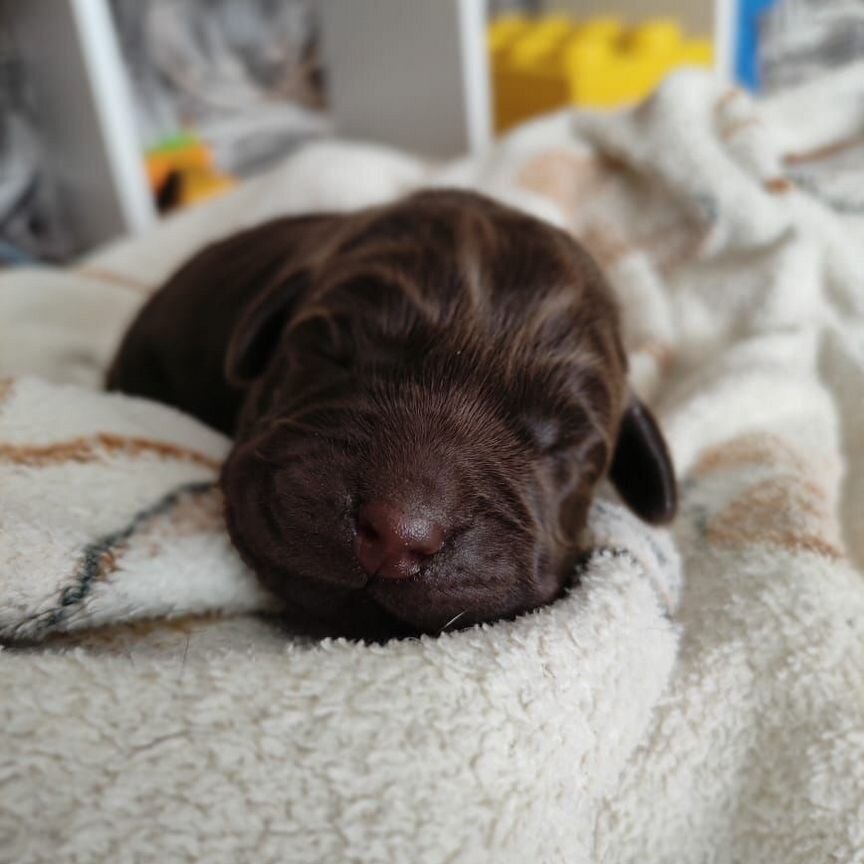 Шоколадная девочка лабрадора