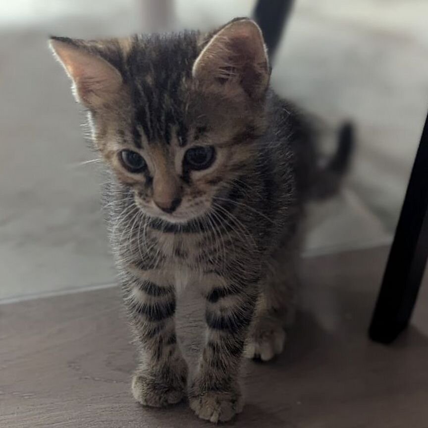 Котёнок