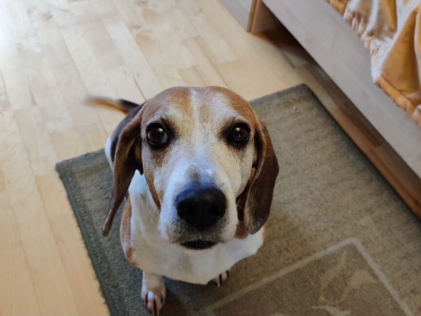 Собака Эстонская гончая в добрые руки