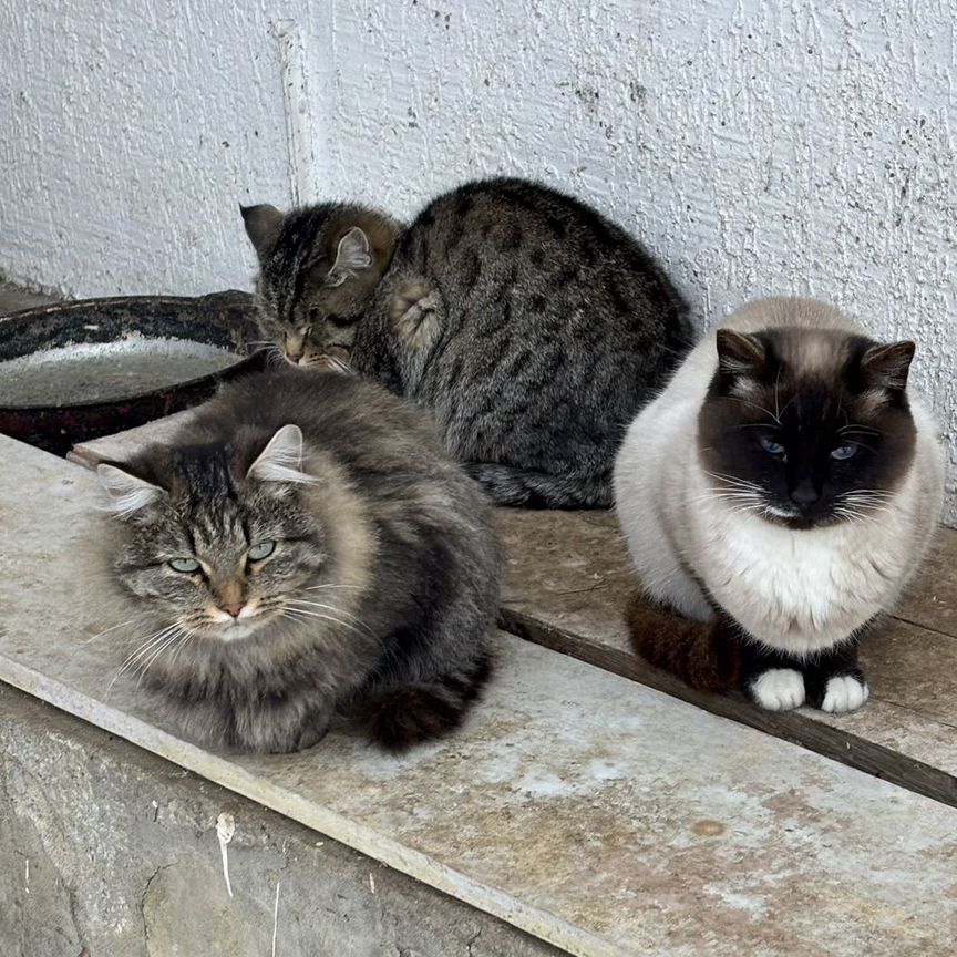 Коты кошки замерзают в садах