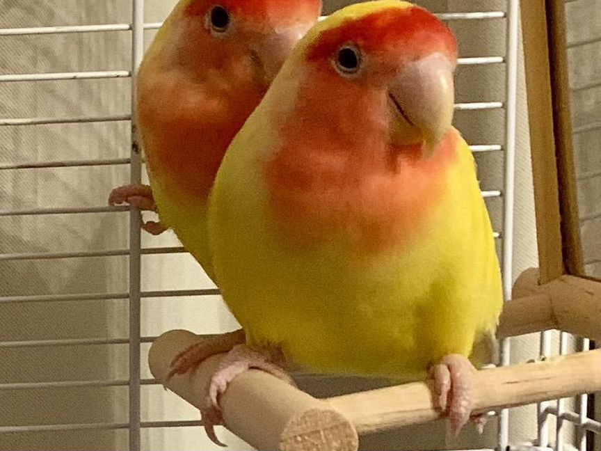 Попугаи неразлучники