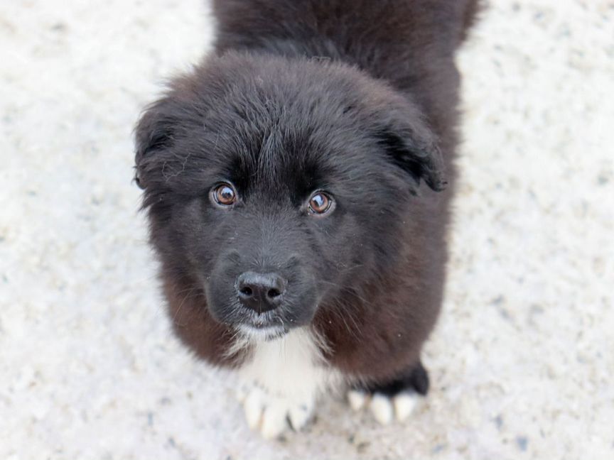 Собака в добрые руки