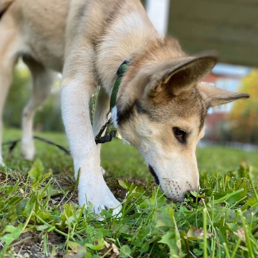 Отдам в добрые руки щенка девочку смесь