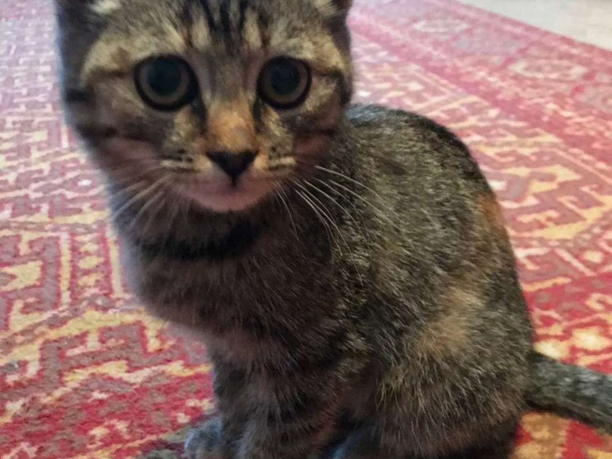 Кошка отдам в добрые руки порода оцикет пятнистый