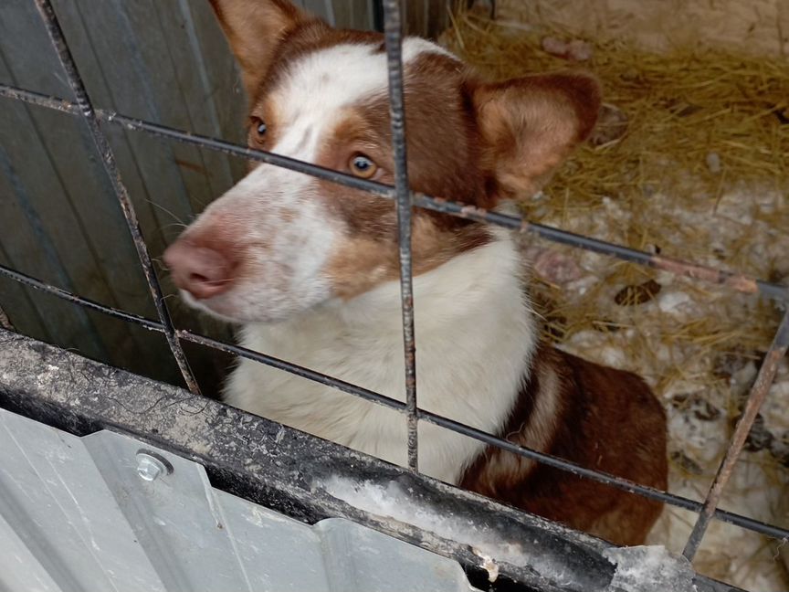 Малыши с отлова на пристрой