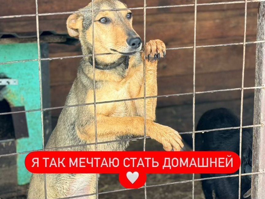 Собака в добрые руки