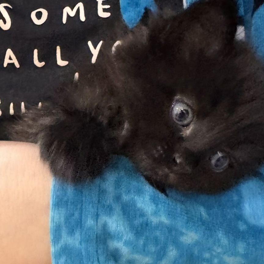 Мейн-кун котёнок