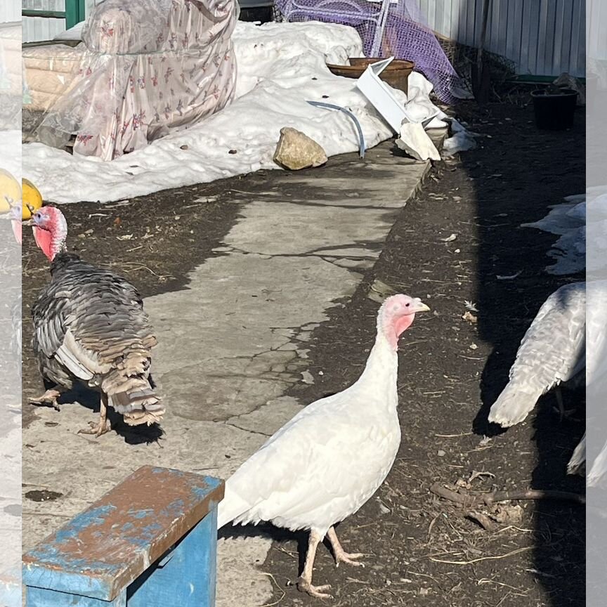 Индюки домашние