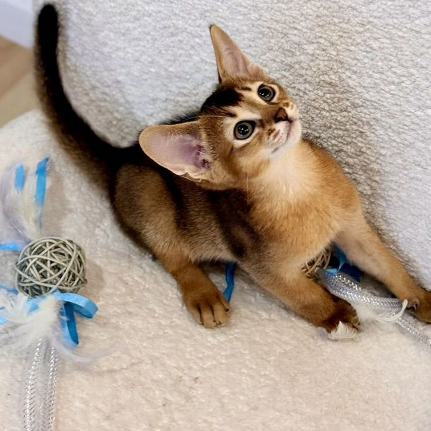 Абиссинский котёнок