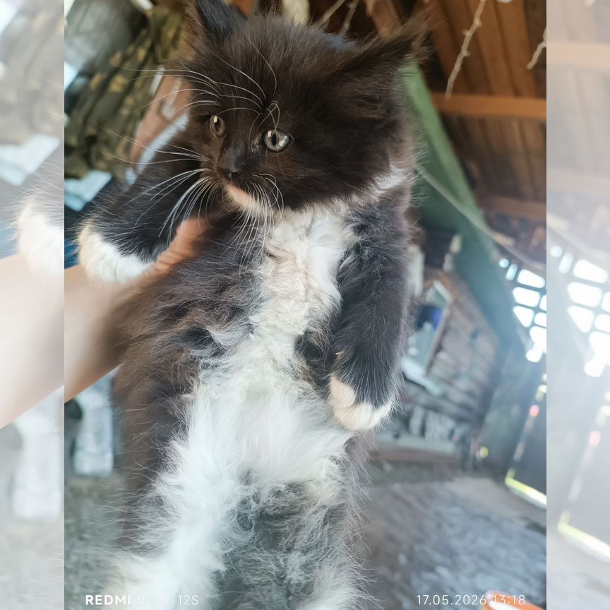 Котёнок в добрые руки