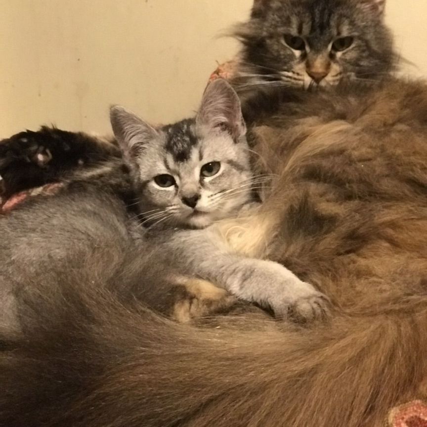 Котенок метис