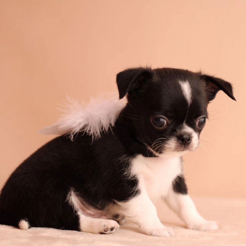 Чихуахуа мальчик с документами РКФ