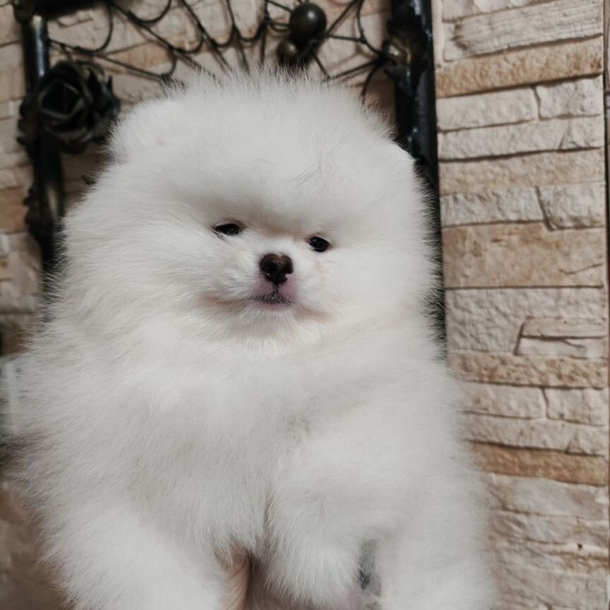 Померанский шпиц, щенок