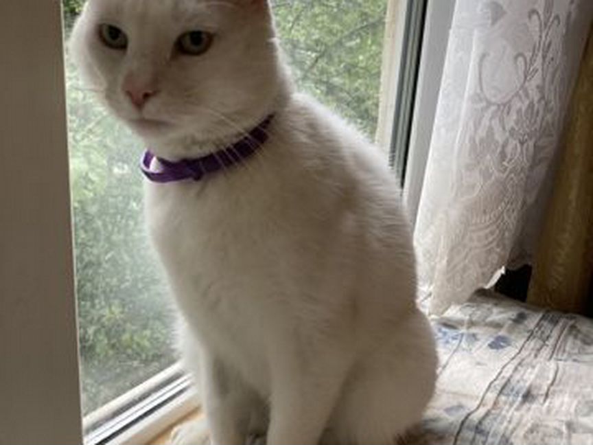 Котик Снежок