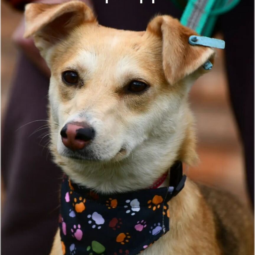 Взрослая собака в добрые руки