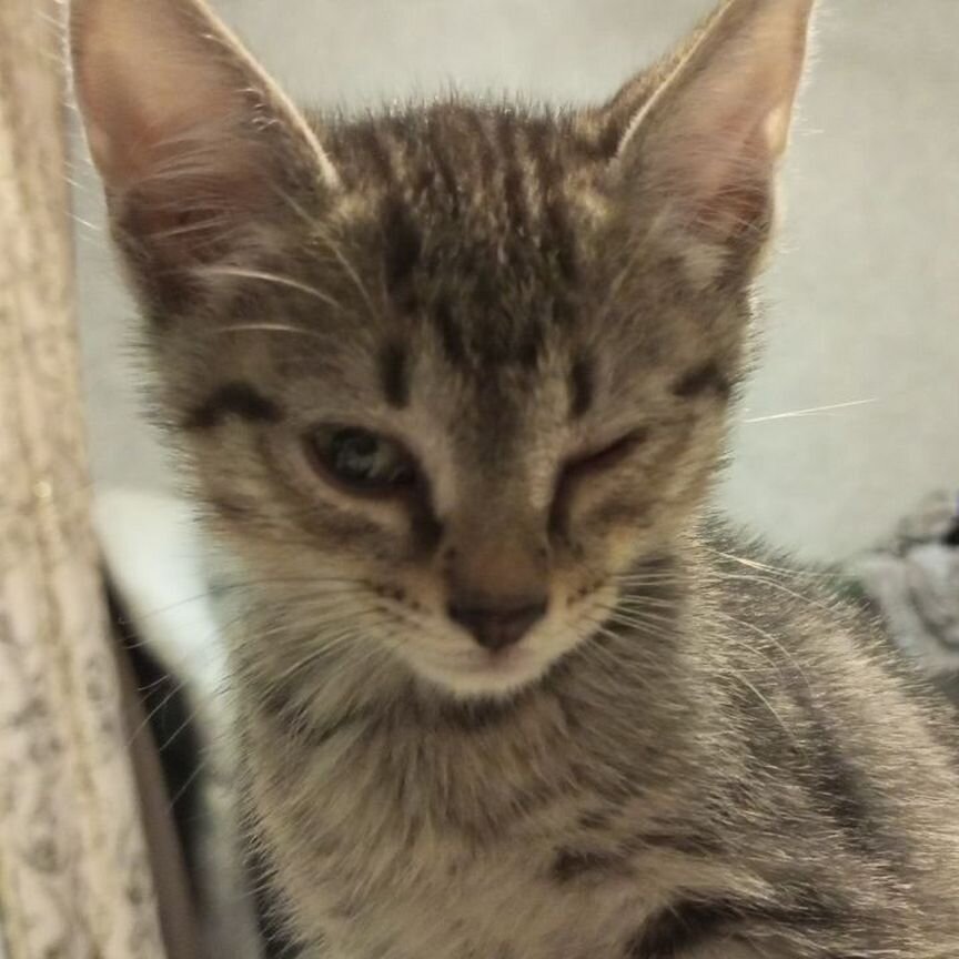 Котята