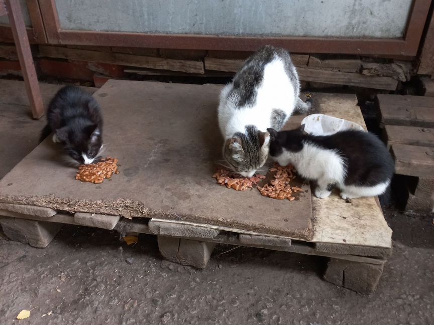 Котята в добрые руки