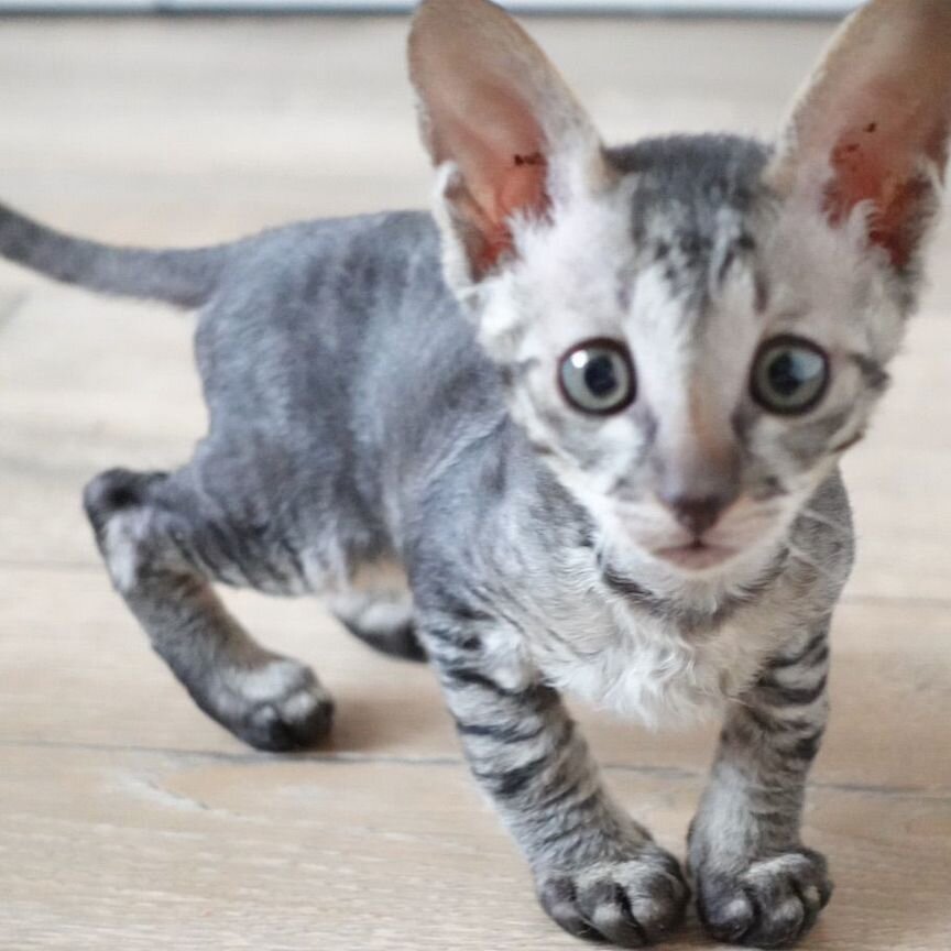 Котята корниш рекс
