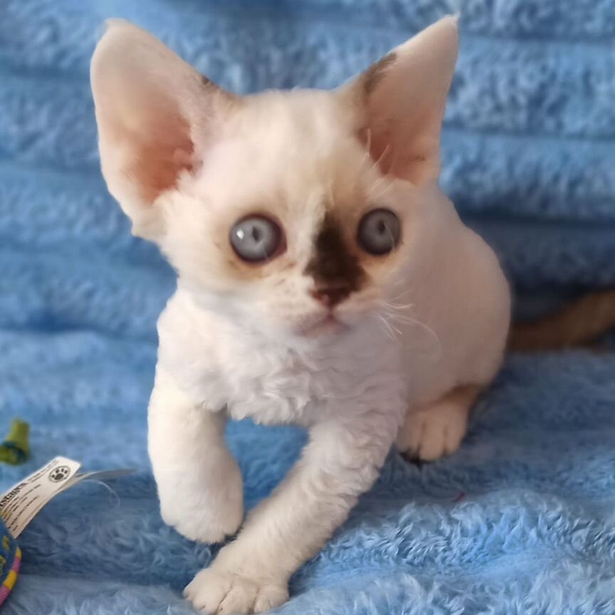 Котята девон-рекс