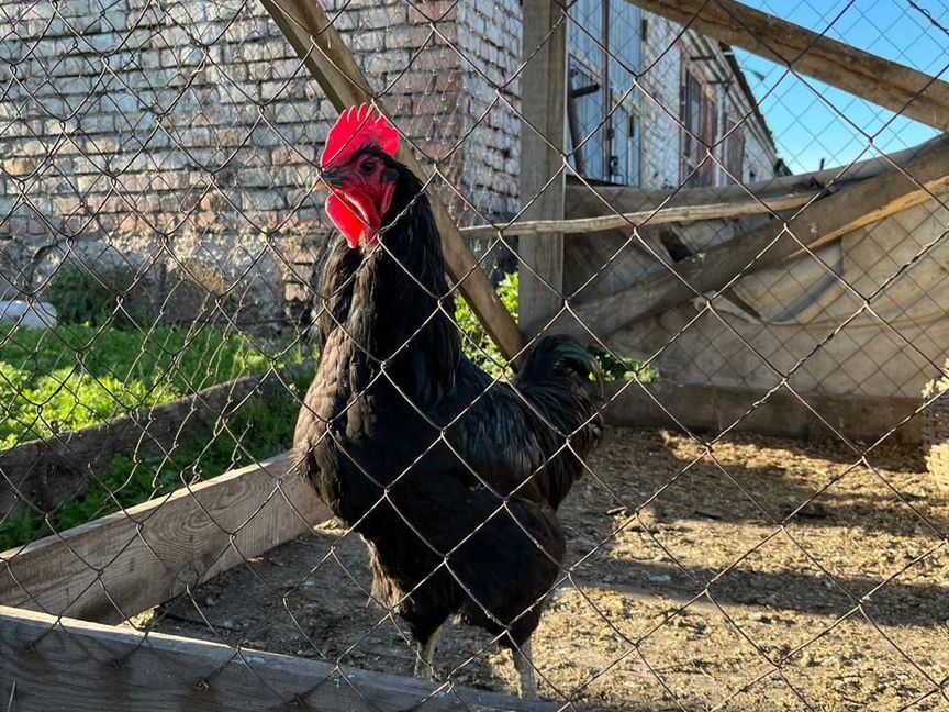 Петух джерсийский гигант