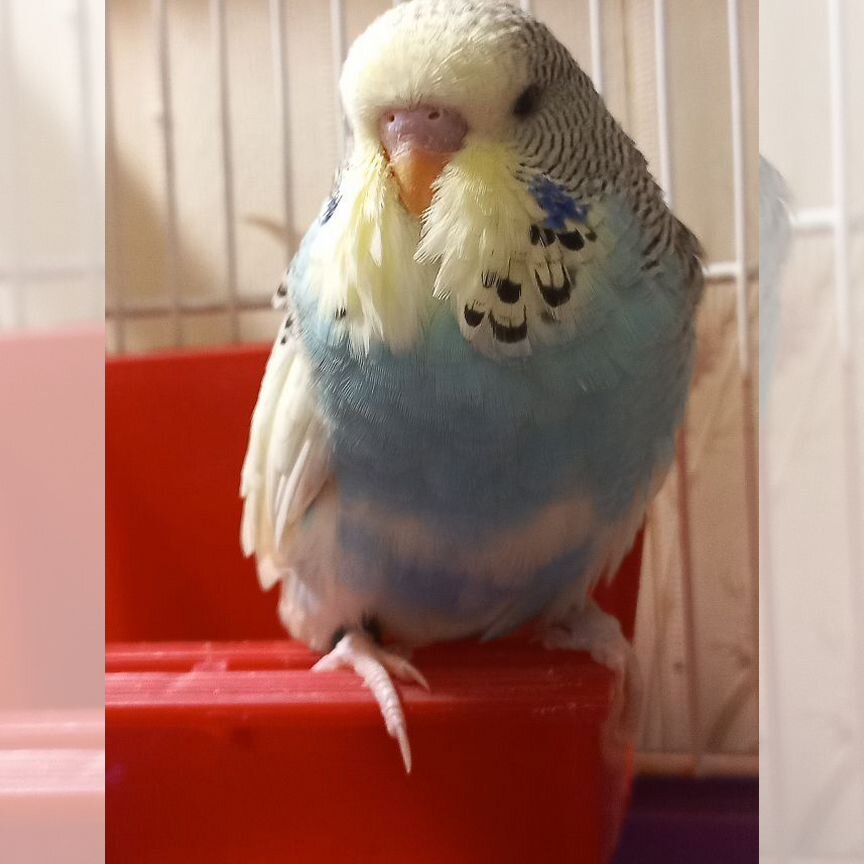 Выставочный волнистый попугай ввп чех, самец