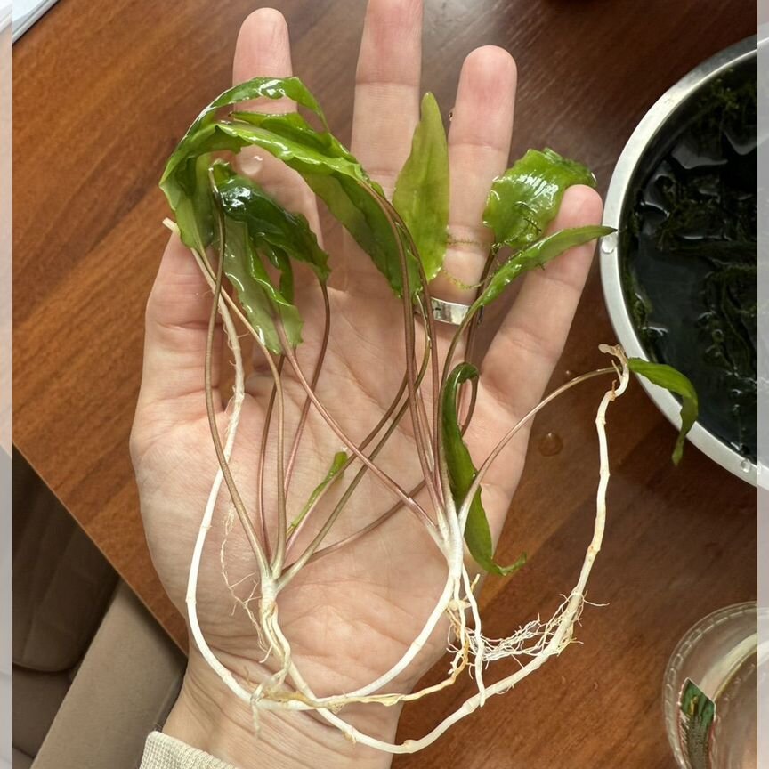 Аквариумное растение криптокорина