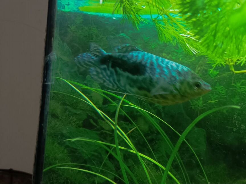 Аквариумная рыбка гурами мраморный