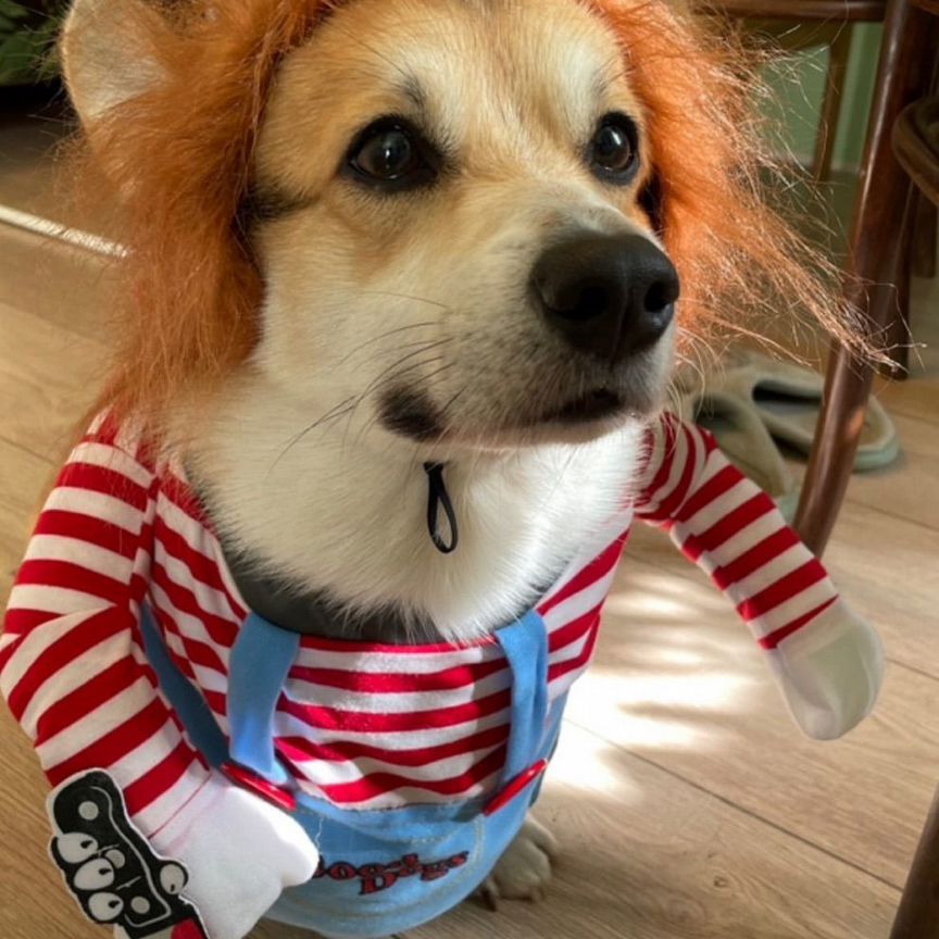 Костюм для собаки на хэллоуин