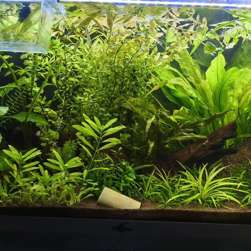 Растения для аквариума (прополка)