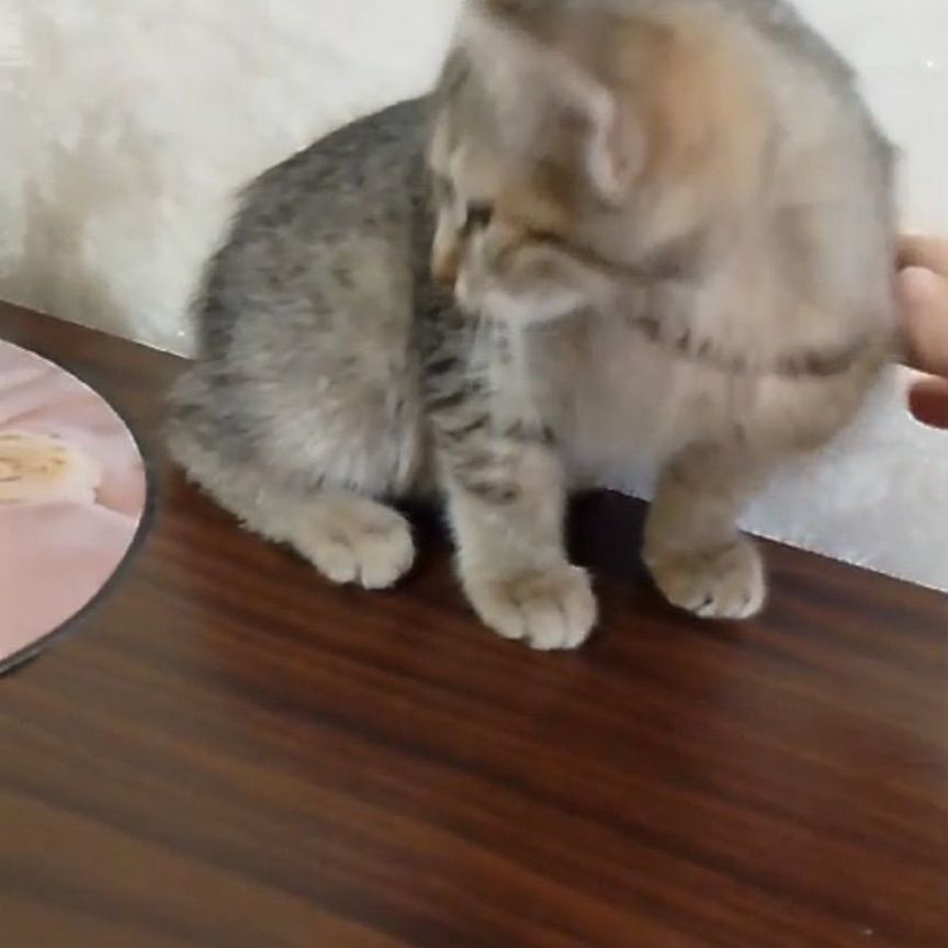 Котенок хочет домой