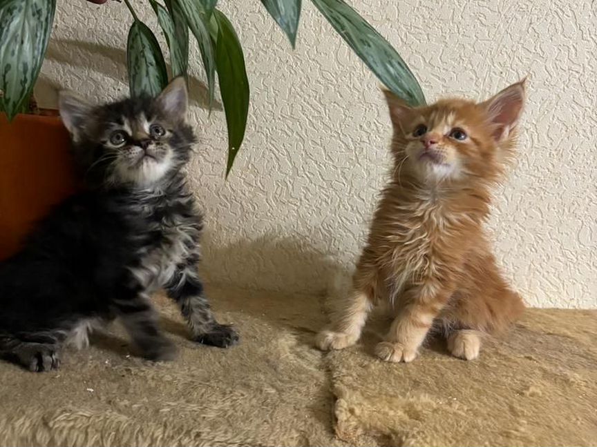 Котята мейн-кун