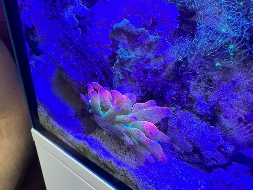 Актиния пузырьковая квадриколор