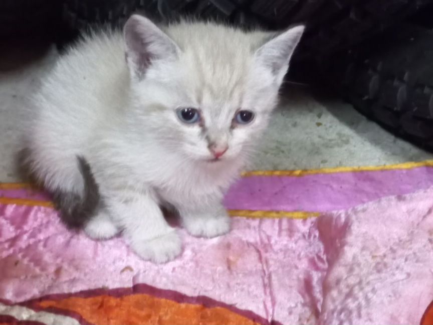 Котята