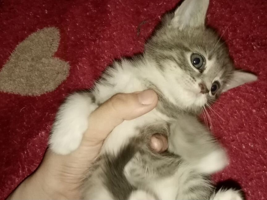 Котята бесплатно