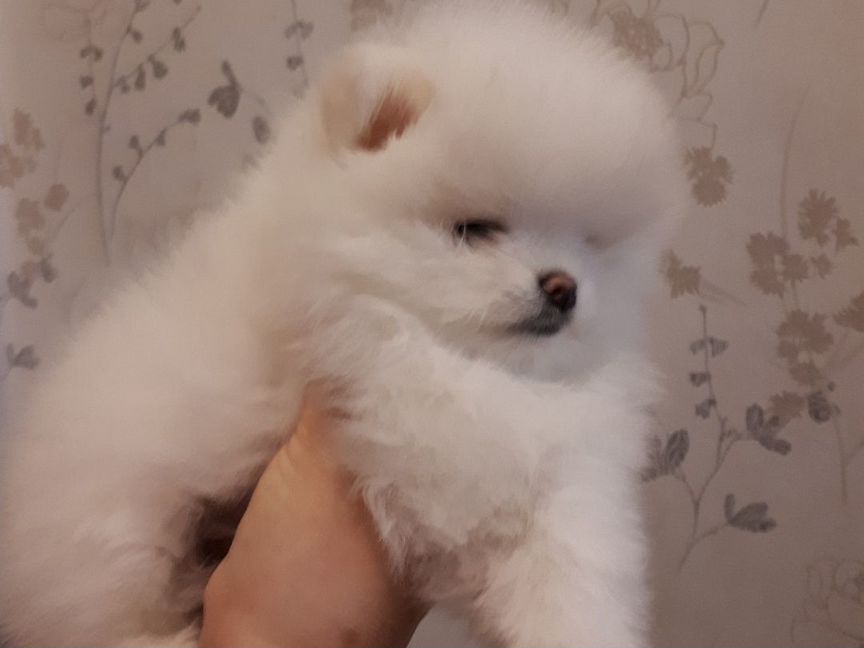 Щенок шпица мальчик