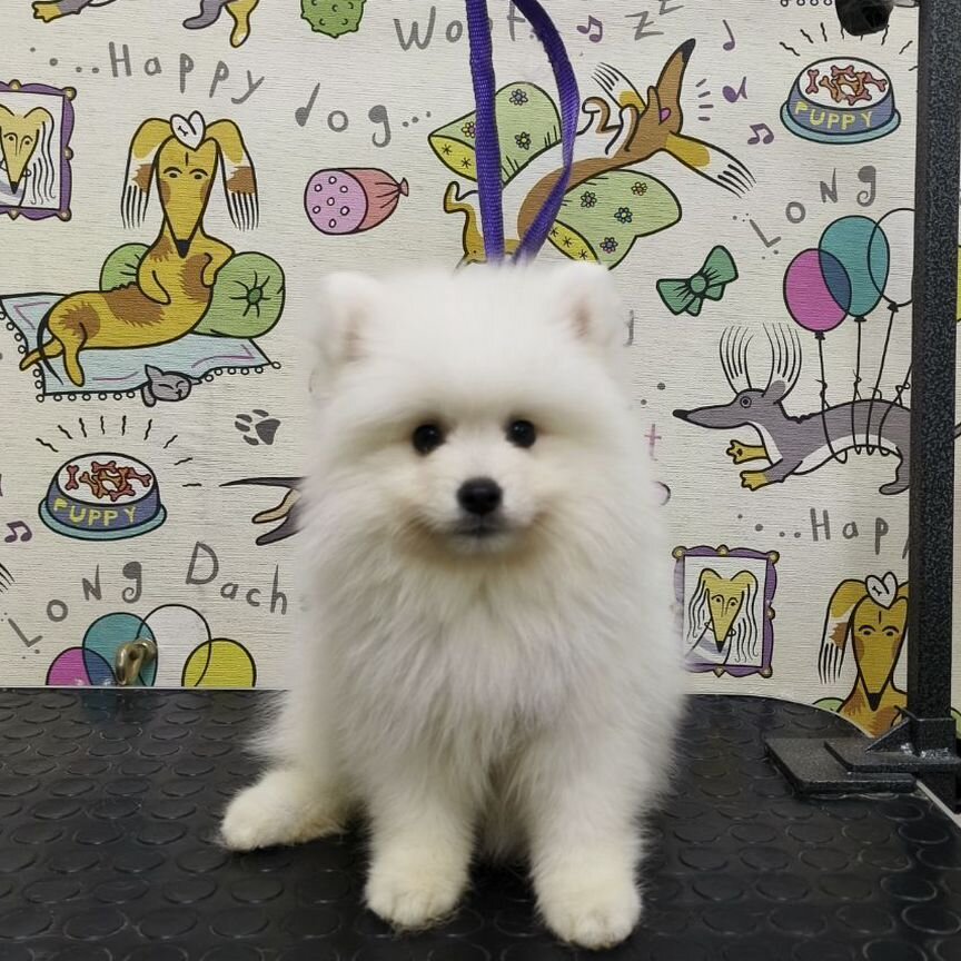 Японский шпиц, щенок