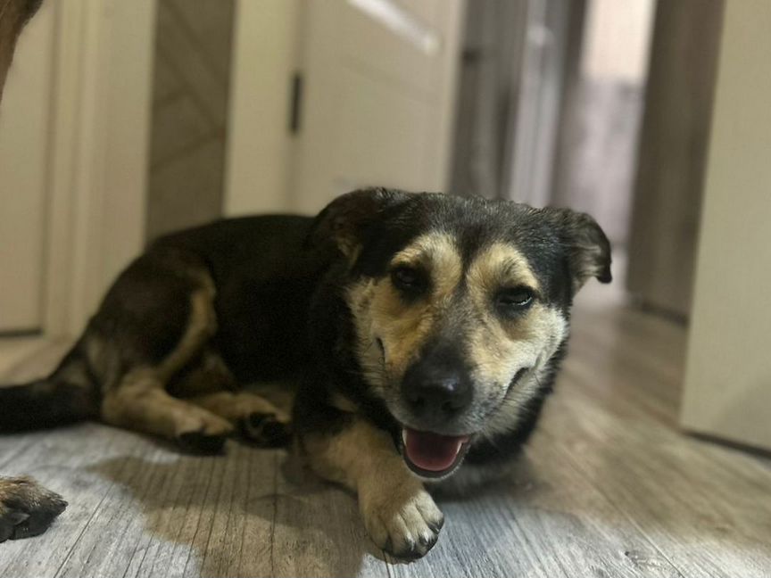 Маленькая собака кобель в добрые руки