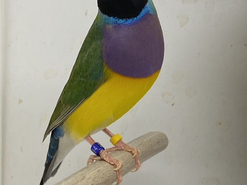 Самец амадины гульда