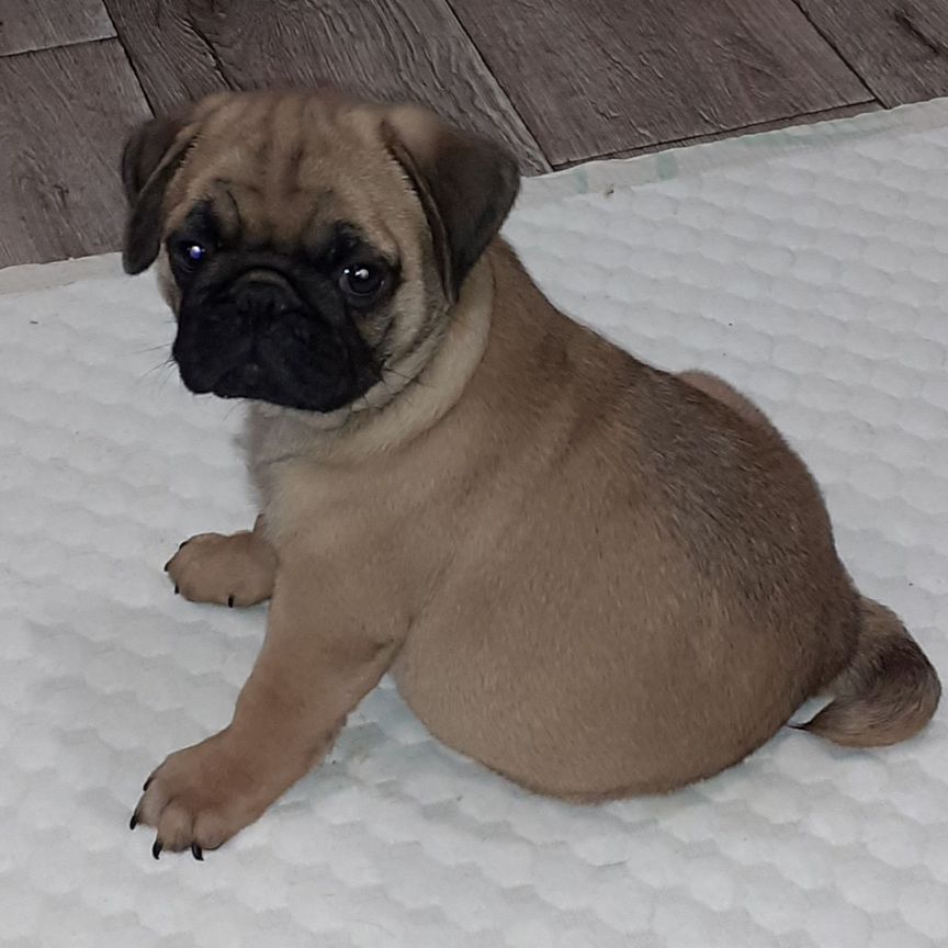 Мопсюша Арион