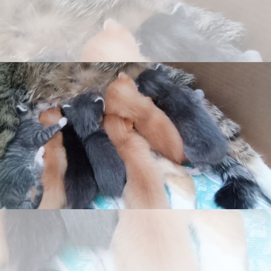 Британские котята мышеловки