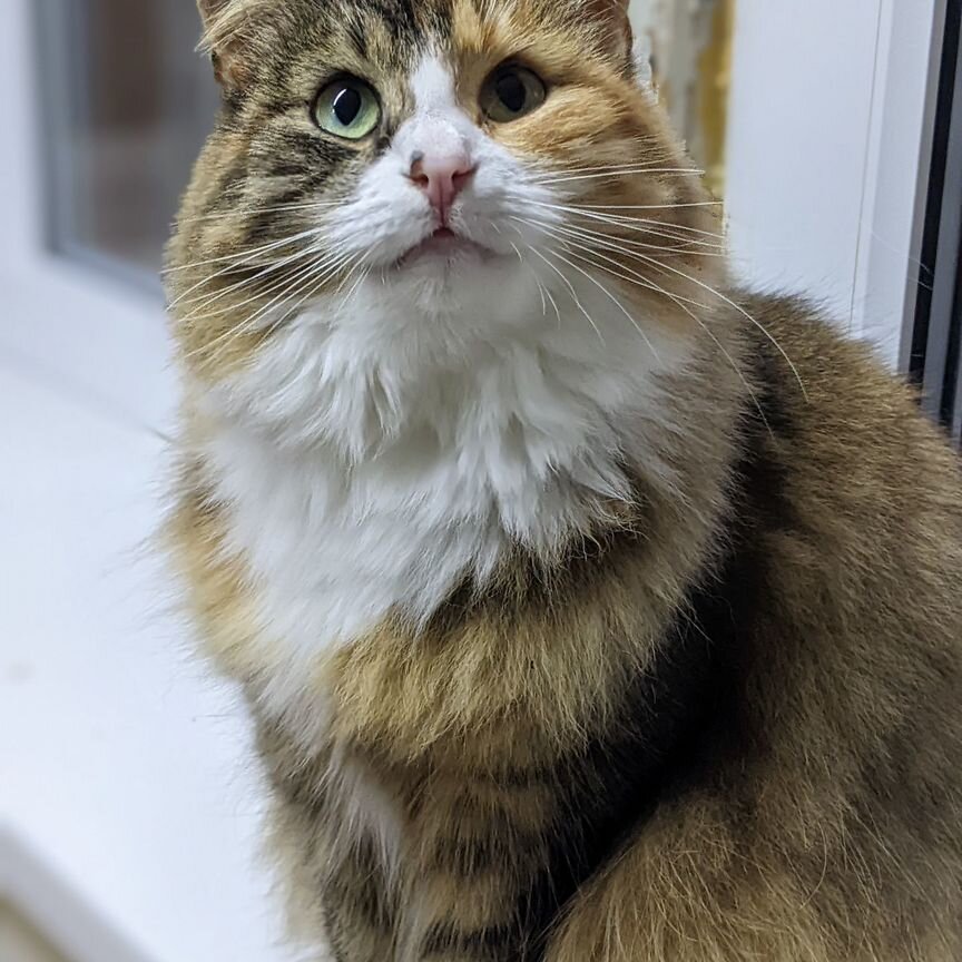 Кошка ищет дом