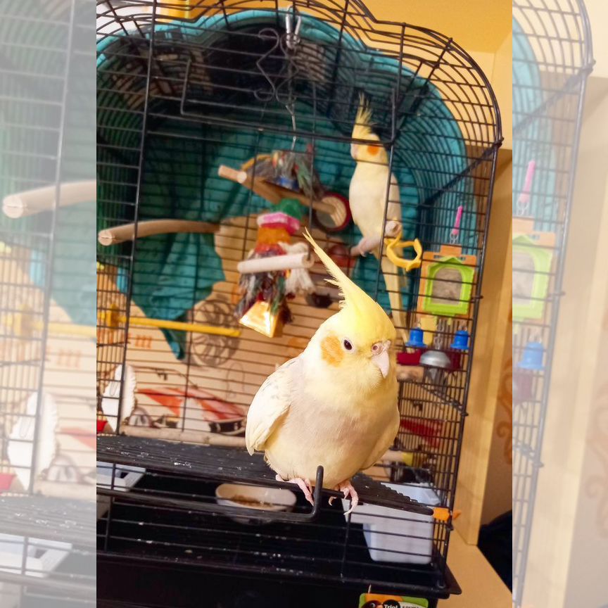 Попугай корелла