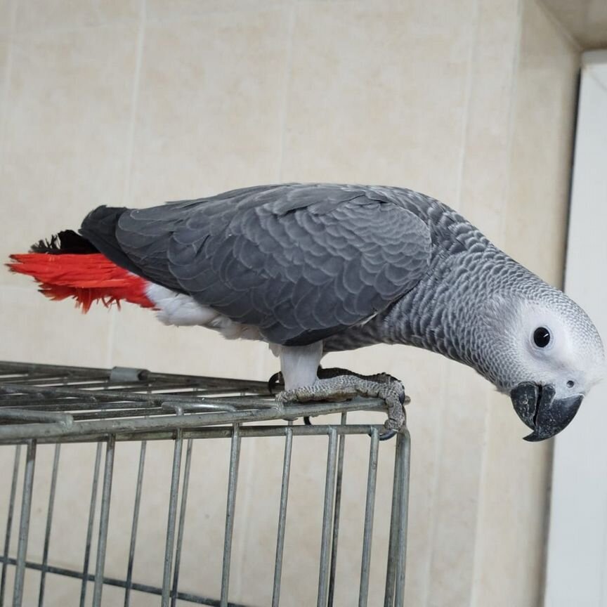 Попугай птенцы выкормыши