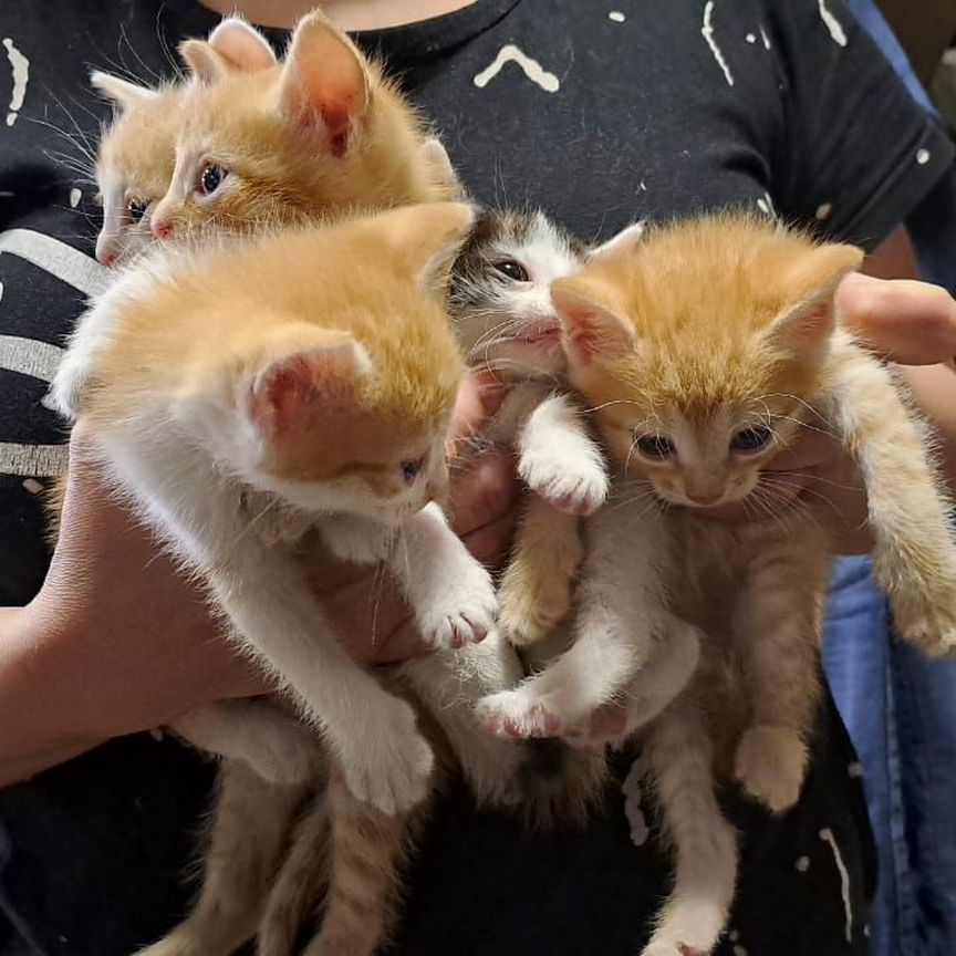 Котята в добрые руки