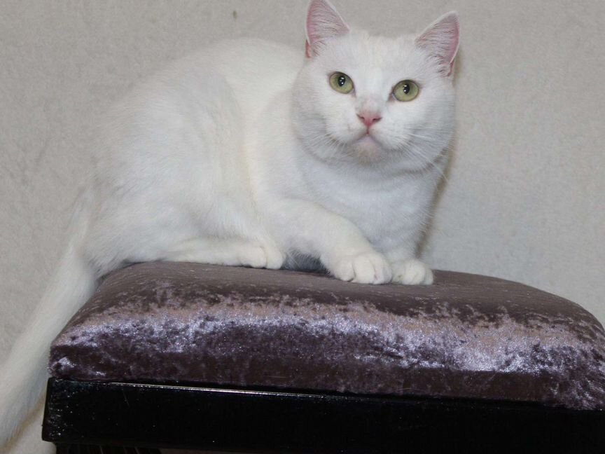 Кошечка Веста в добрые руки