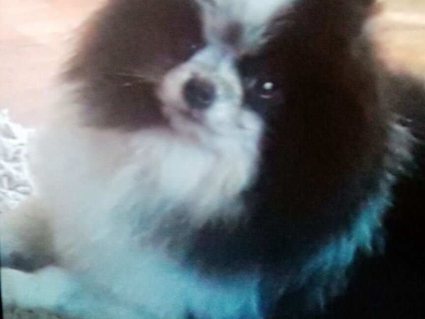 Померанский шпиц мини