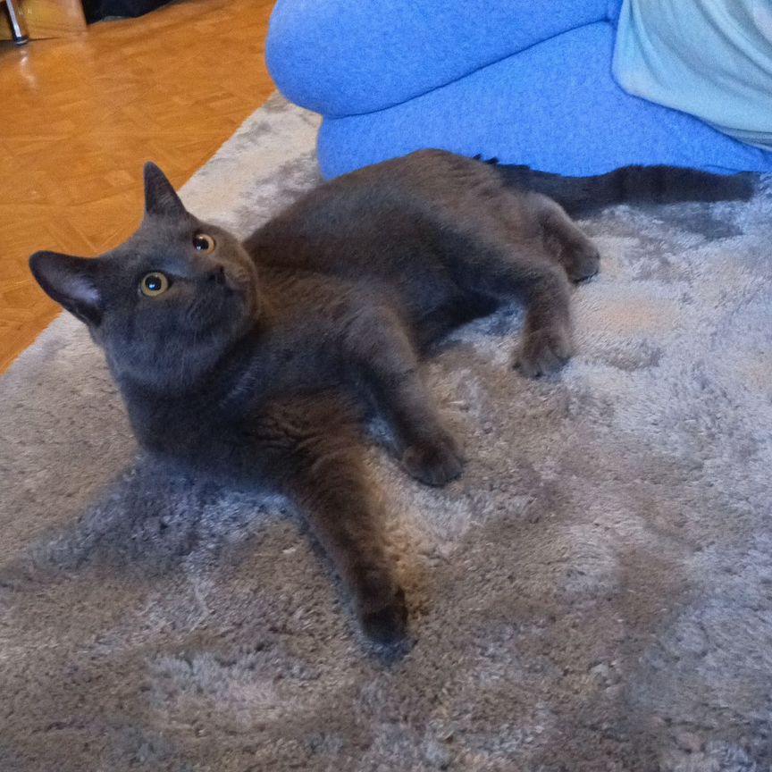 Ищем кошку для вязки